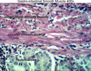 Gastro-intestinal smooth muscle 400x - Dissection Connection