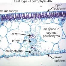 Zea mays leaf 40x - Dissection Connection
