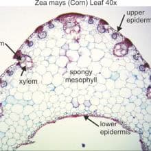 Zea mays mature stem 40x - Dissection Connection