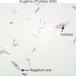 Euglena 200x « Dissection Connection